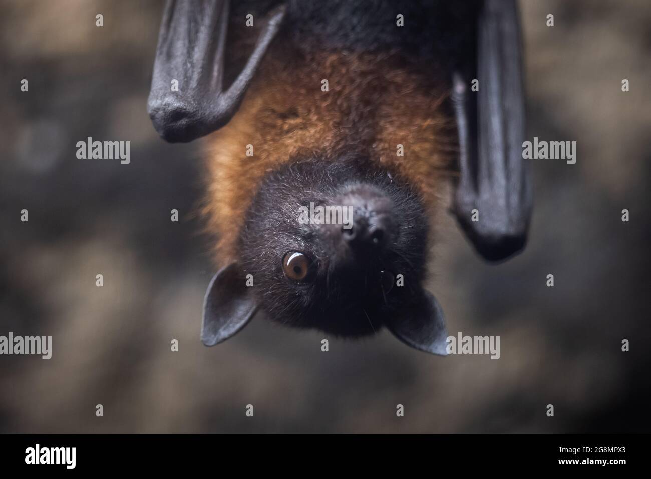 Portrait of a bat in a cave Stock Photo - Alamy