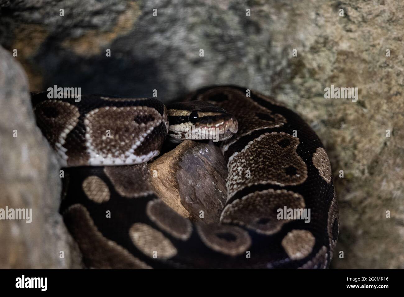 Portrait of a python in the jungle Stock Photo - Alamy