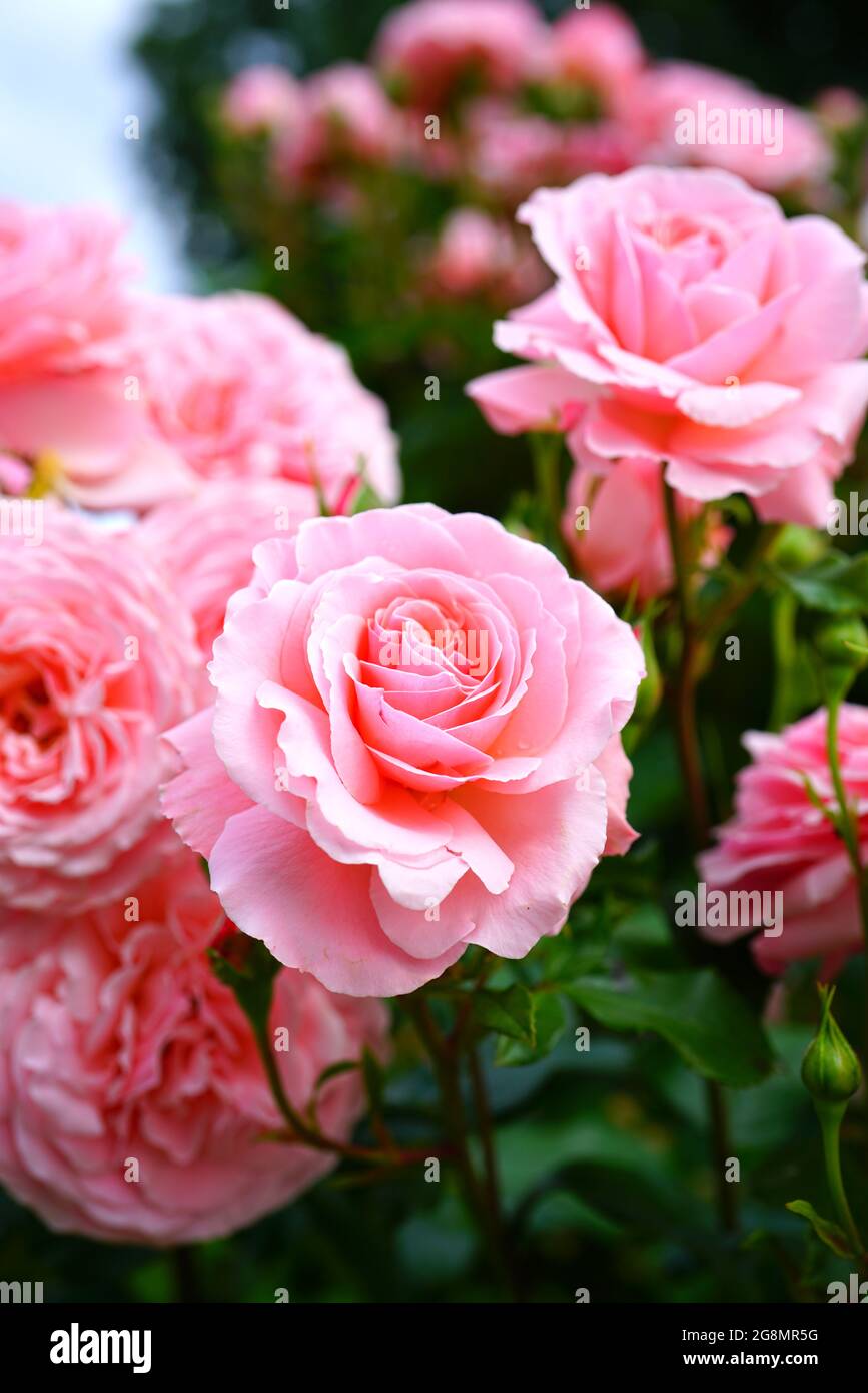Parfum de Honfleur pink rose growing in the garden Stock Photo - Alamy