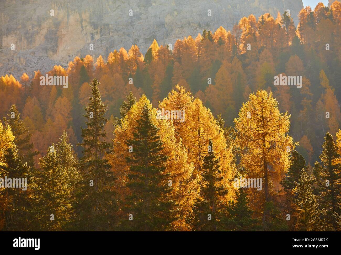 Orange Autumn Larch trees forest with fog above. Autumn or Fall forest ...