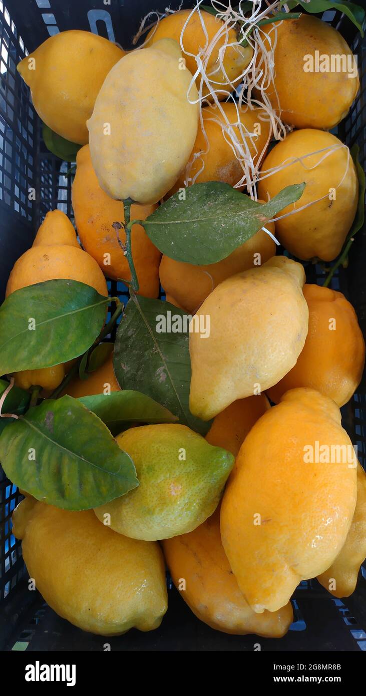 Yellow Sicilian lemons, with green leaves in a basket, Parma, Italy ...