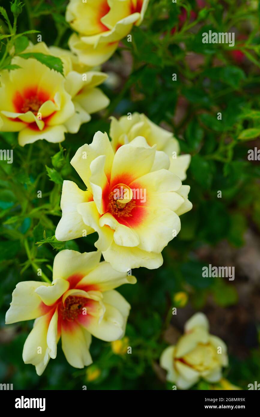Yellow and orange Glorious Babylon Eyes rose flower growing in the ...