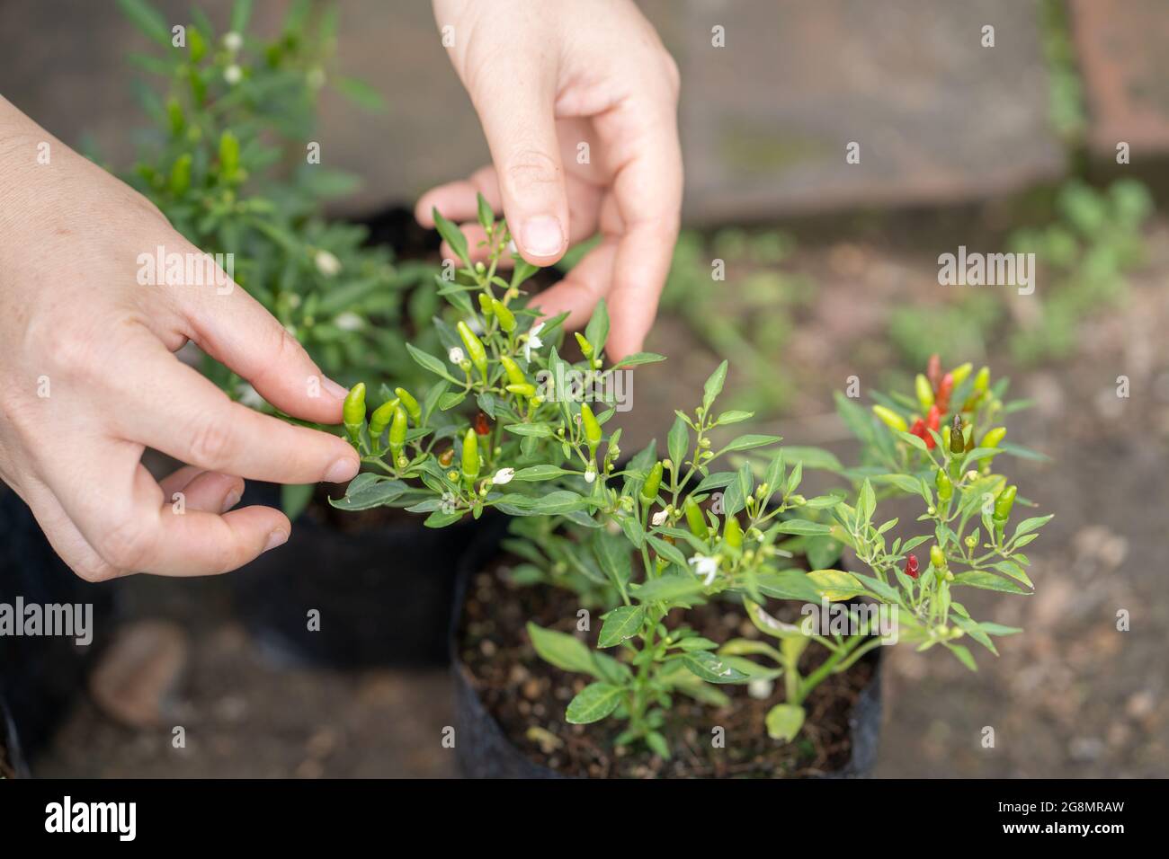 High angle shot of a gardener's hands touching a potted plant in a ...