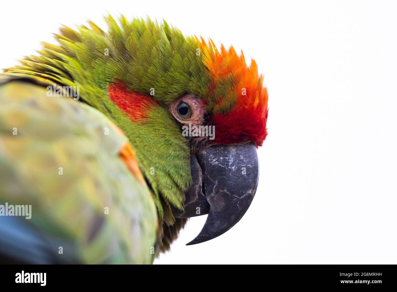 Portrait of a Red-fronted Macaw Stock Photo - Alamy