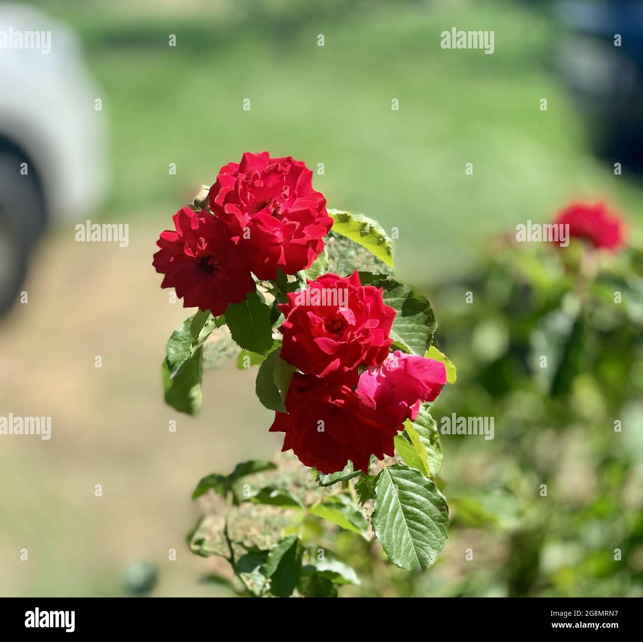 Red climbing roses hi-res stock photography and images - Alamy
