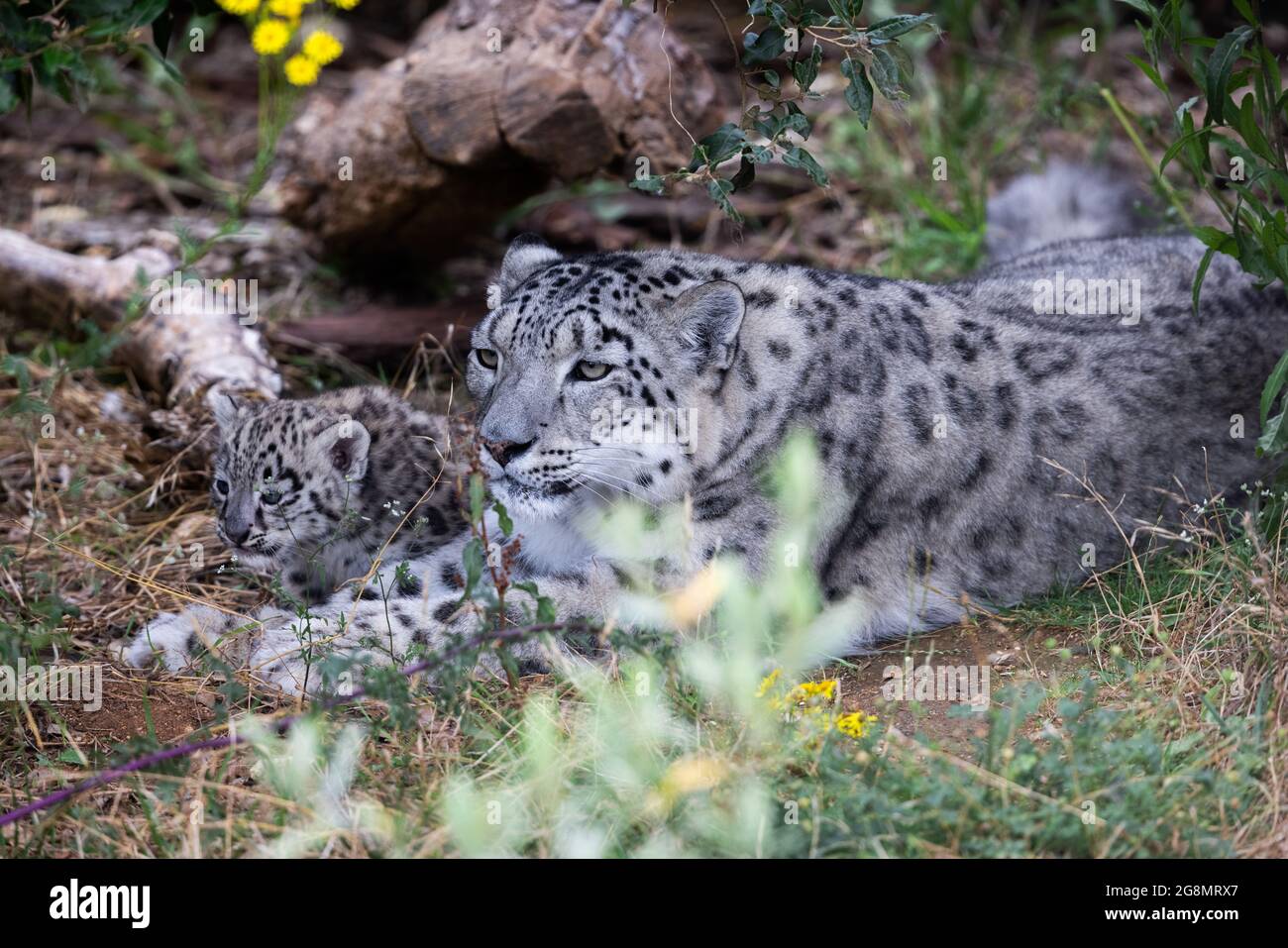 Snow panther hi-res stock photography and images - Alamy