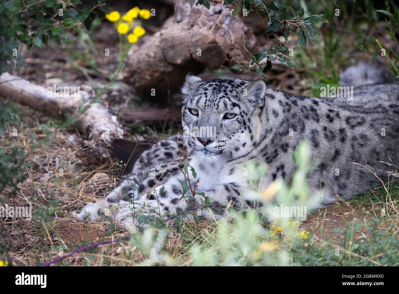 Snow panther hi-res stock photography and images - Alamy