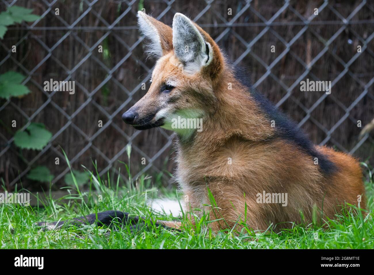 Maned wolf in brazil hi-res stock photography and images - Alamy