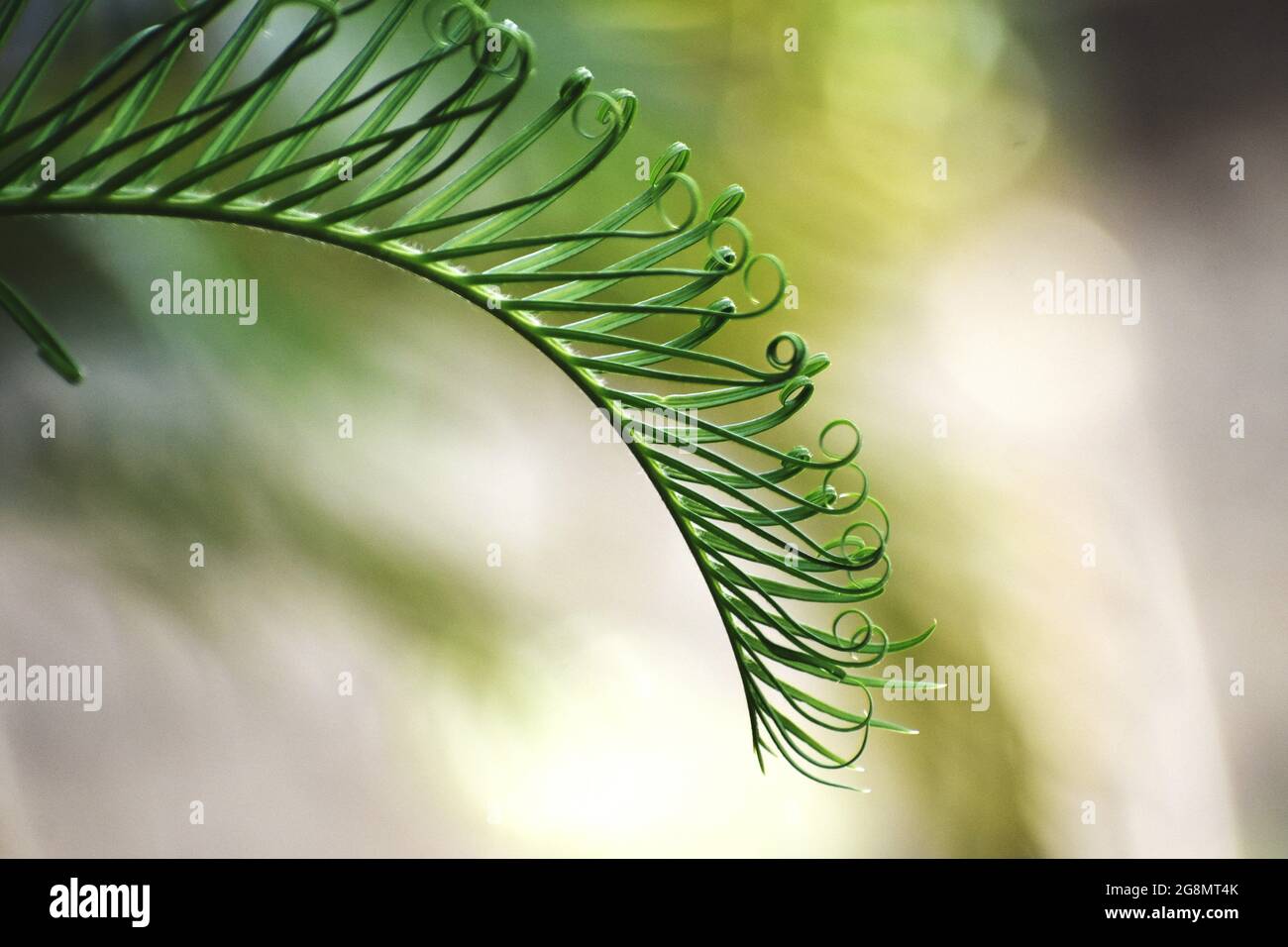 Twisted branch leaves hi-res stock photography and images - Alamy