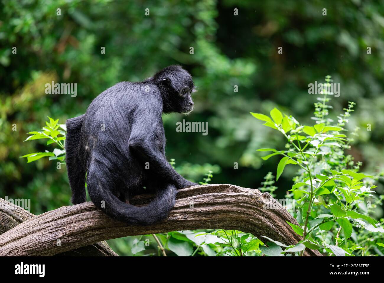 Adorable baby spider monkey hi-res stock photography and images - Alamy