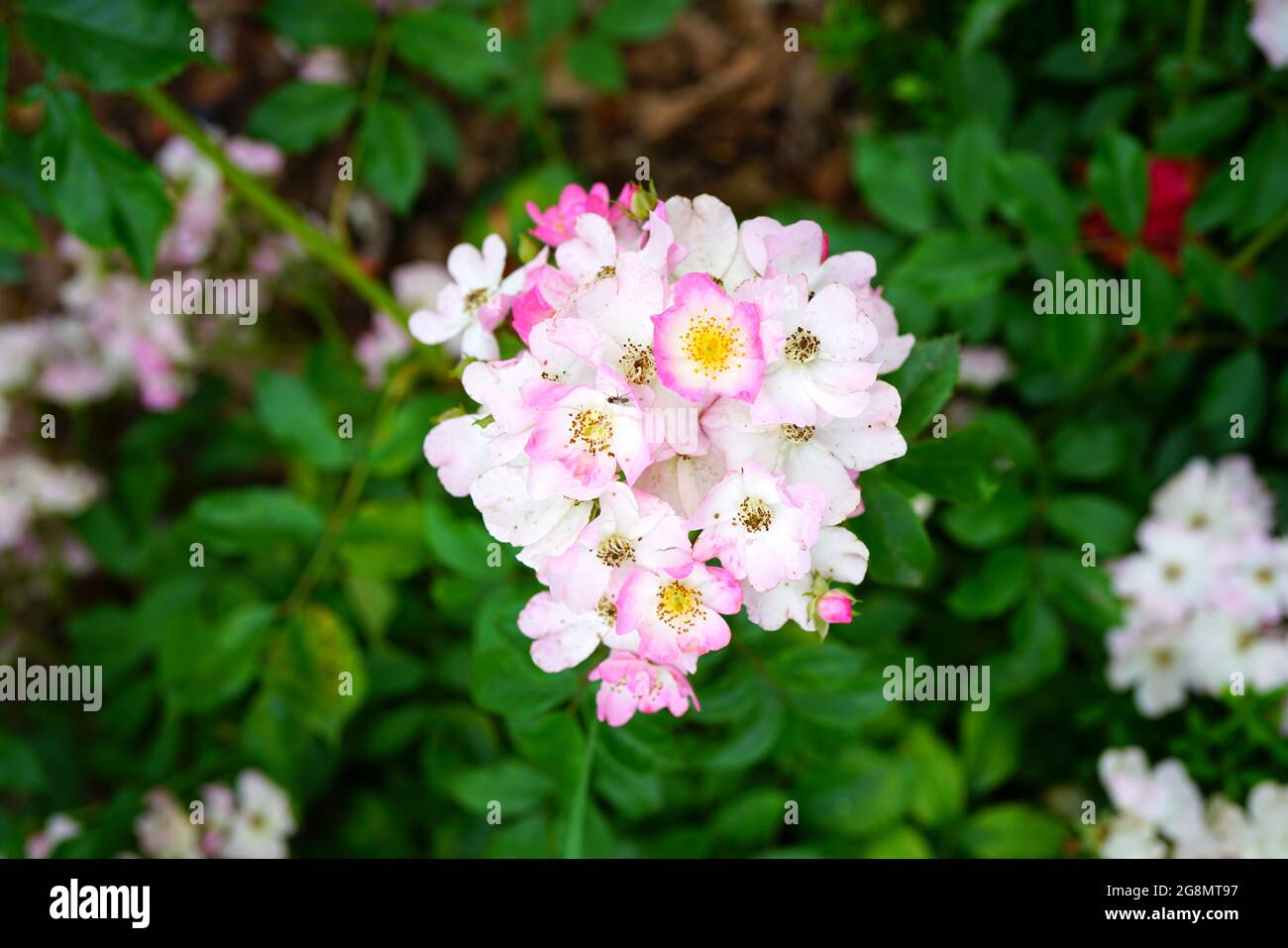 Pink ballerina musk rose flowers Stock Photo - Alamy