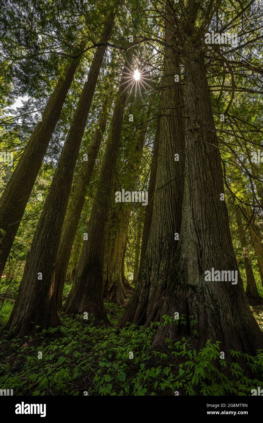 Old cedar grove hi-res stock photography and images - Alamy