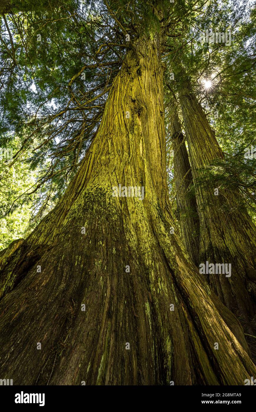 Old cedar grove hi-res stock photography and images - Alamy