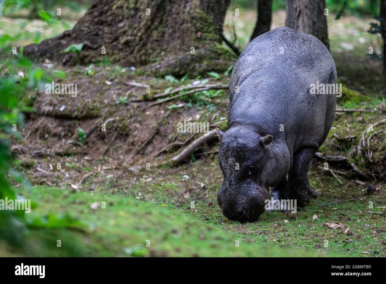 A pygmy hippo eats grass Stock Photo - Alamy