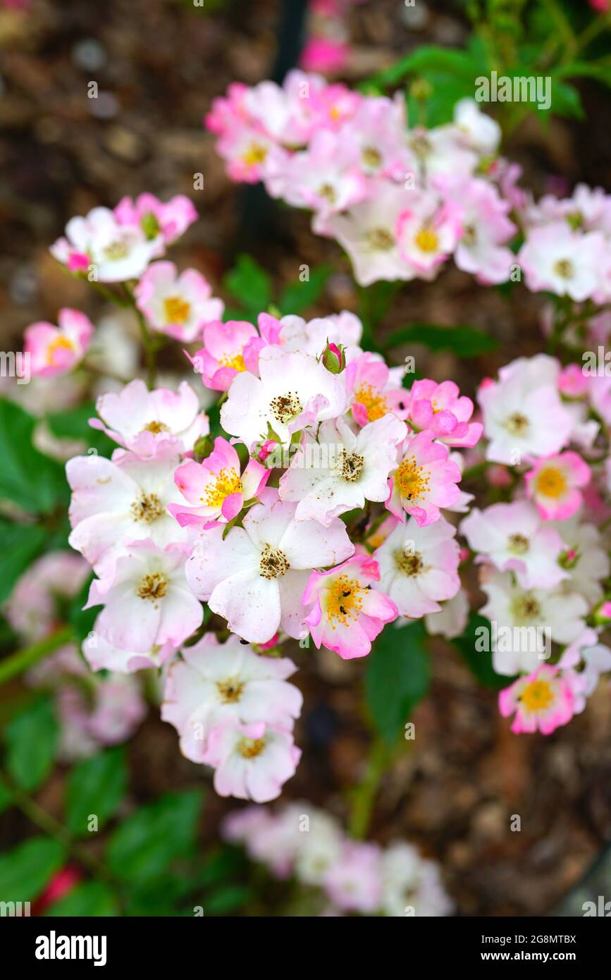 Pink ballerina musk rose flowers Stock Photo - Alamy