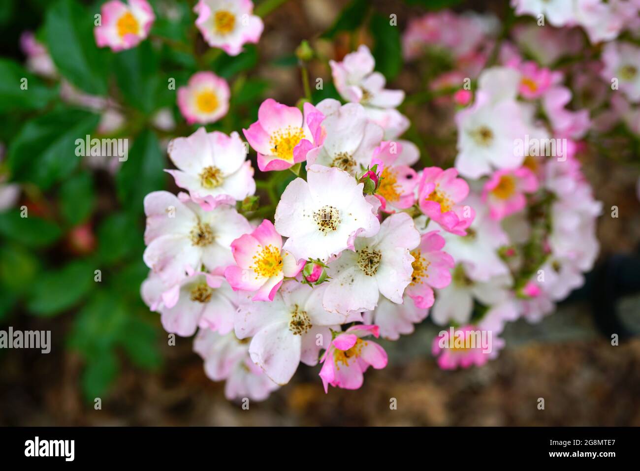 Pink ballerina musk rose flowers Stock Photo - Alamy