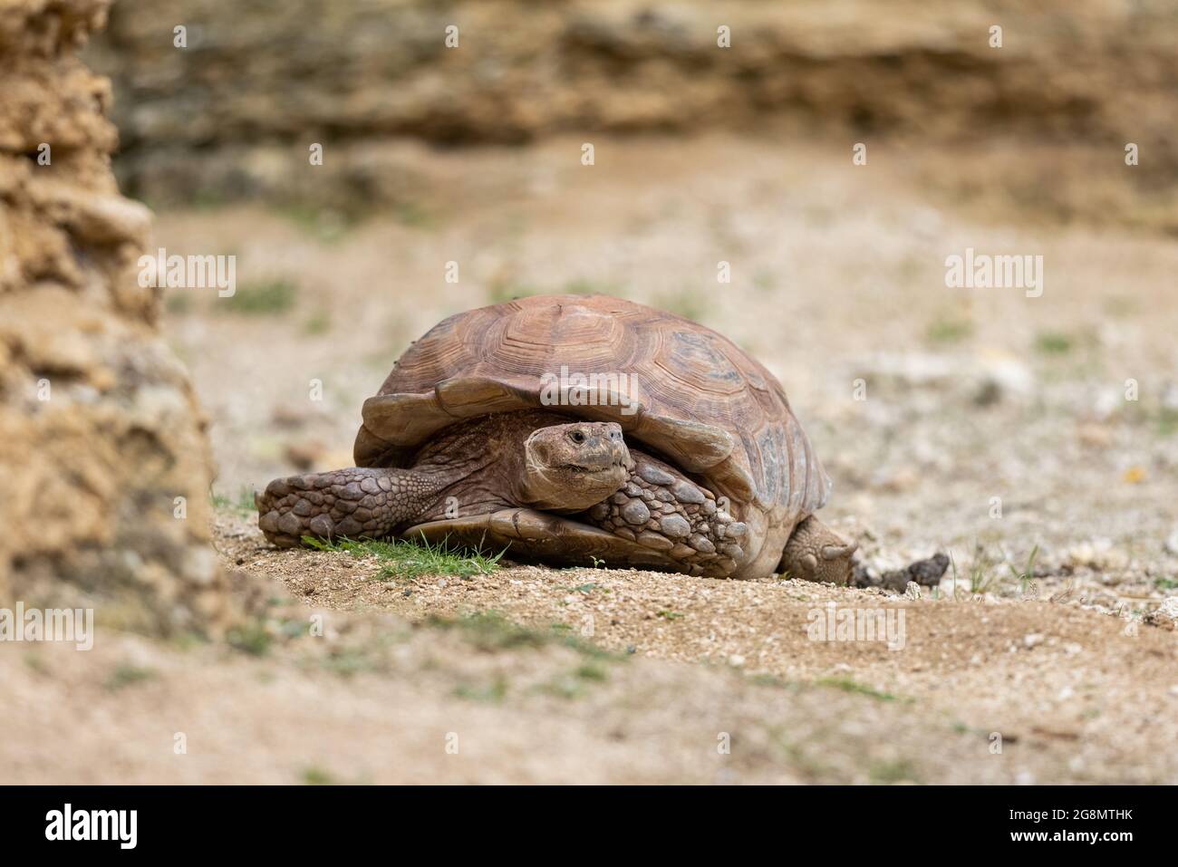 A turtle is resting in the sun in the desert Stock Photo - Alamy