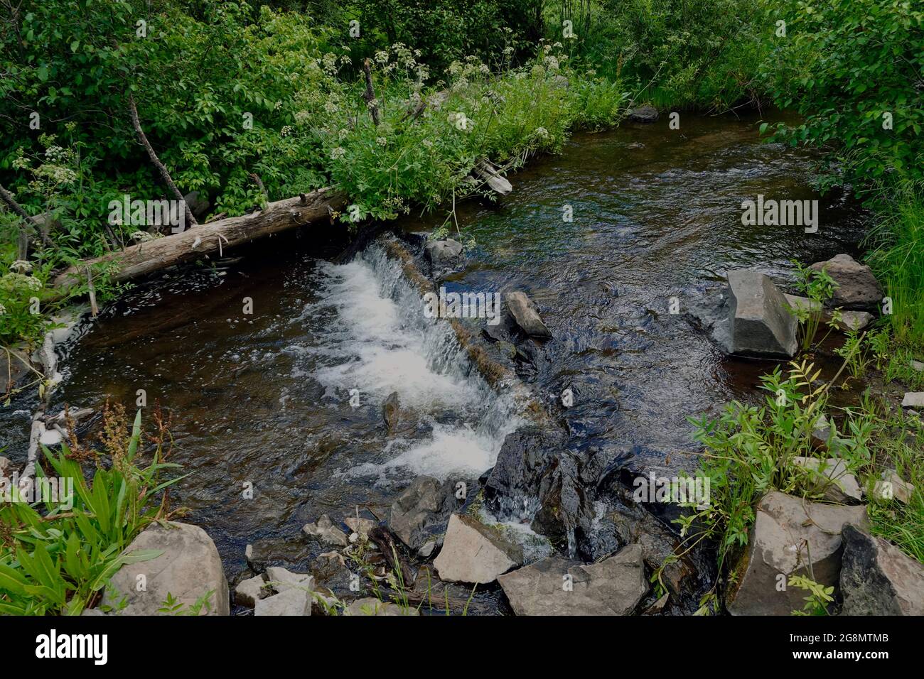A tiny waterfall over a fallen branch on a stream in the forrest Stock ...