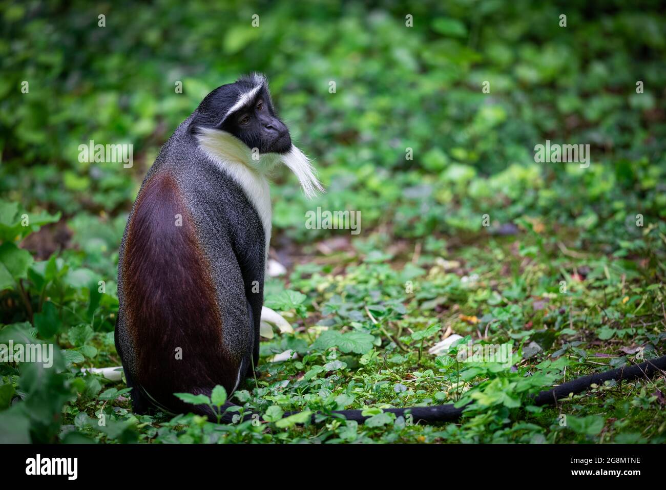 Roloway guenon monkeys hi-res stock photography and images - Alamy