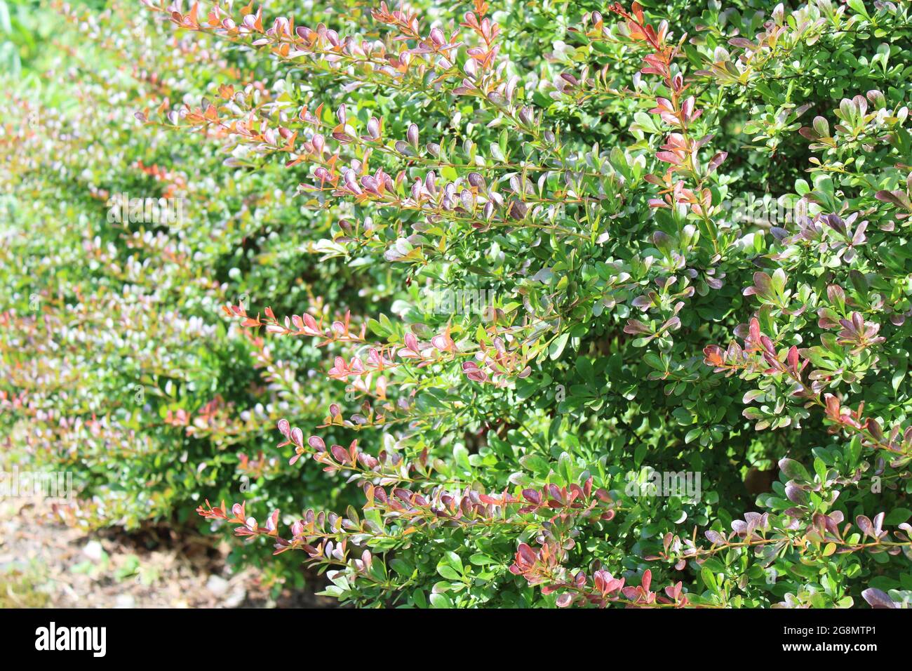 Invasive japanese barberry hi-res stock photography and images - Alamy