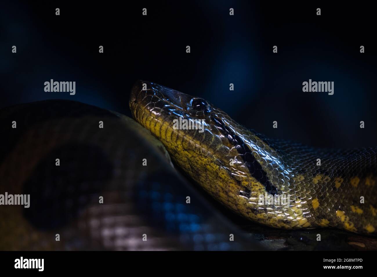 Portrait of a green anaconda in the jungle Stock Photo - Alamy