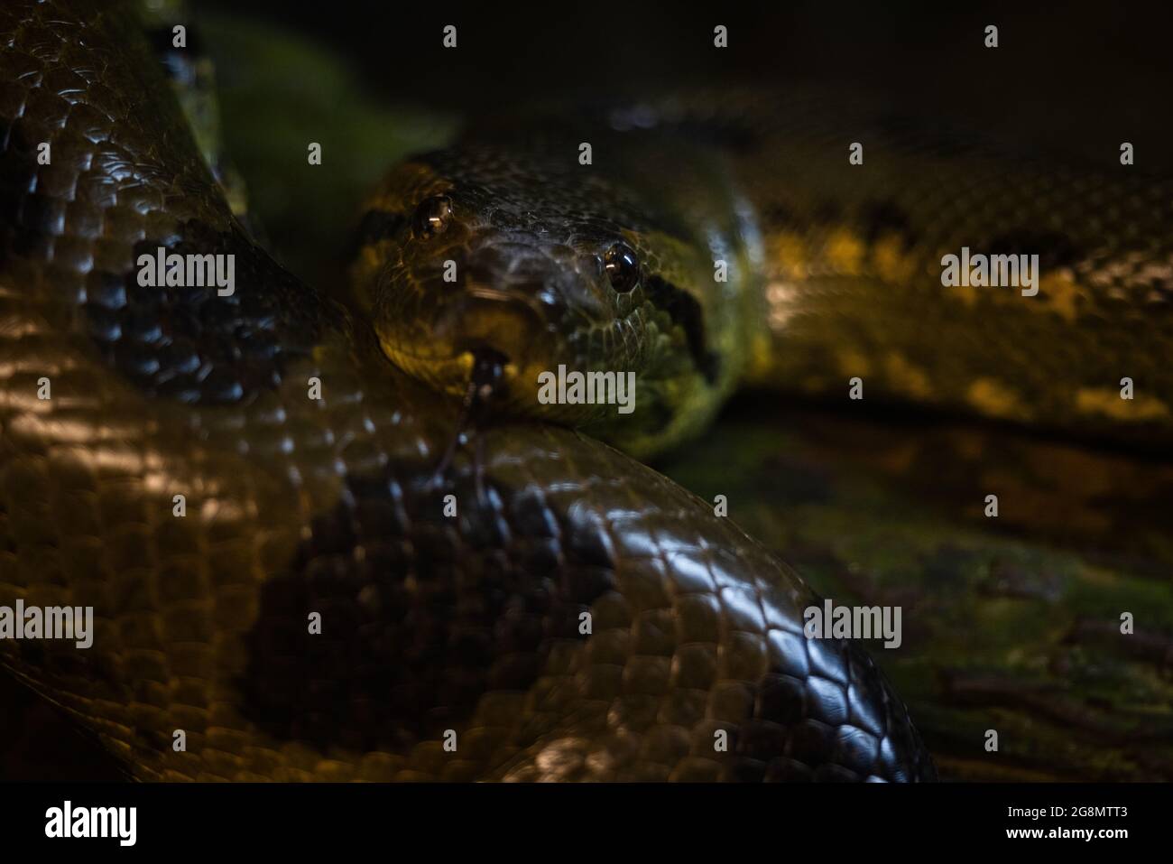 Green anaconda rainforest hi-res stock photography and images - Alamy