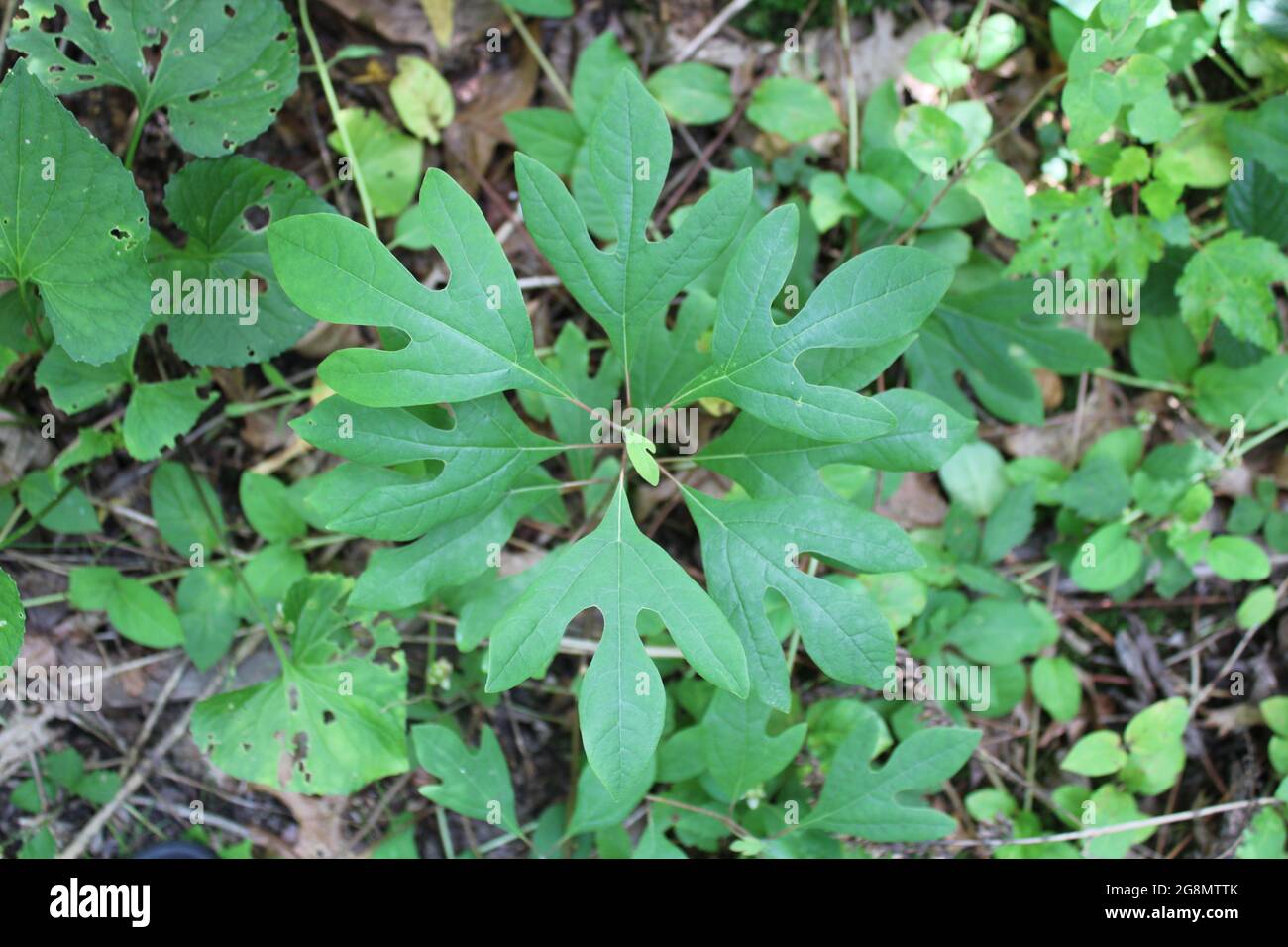 Sassafras tree hi-res stock photography and images - Alamy