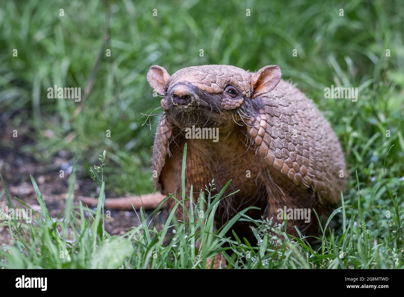 Portrait of an armadillo in the forest Stock Photo - Alamy