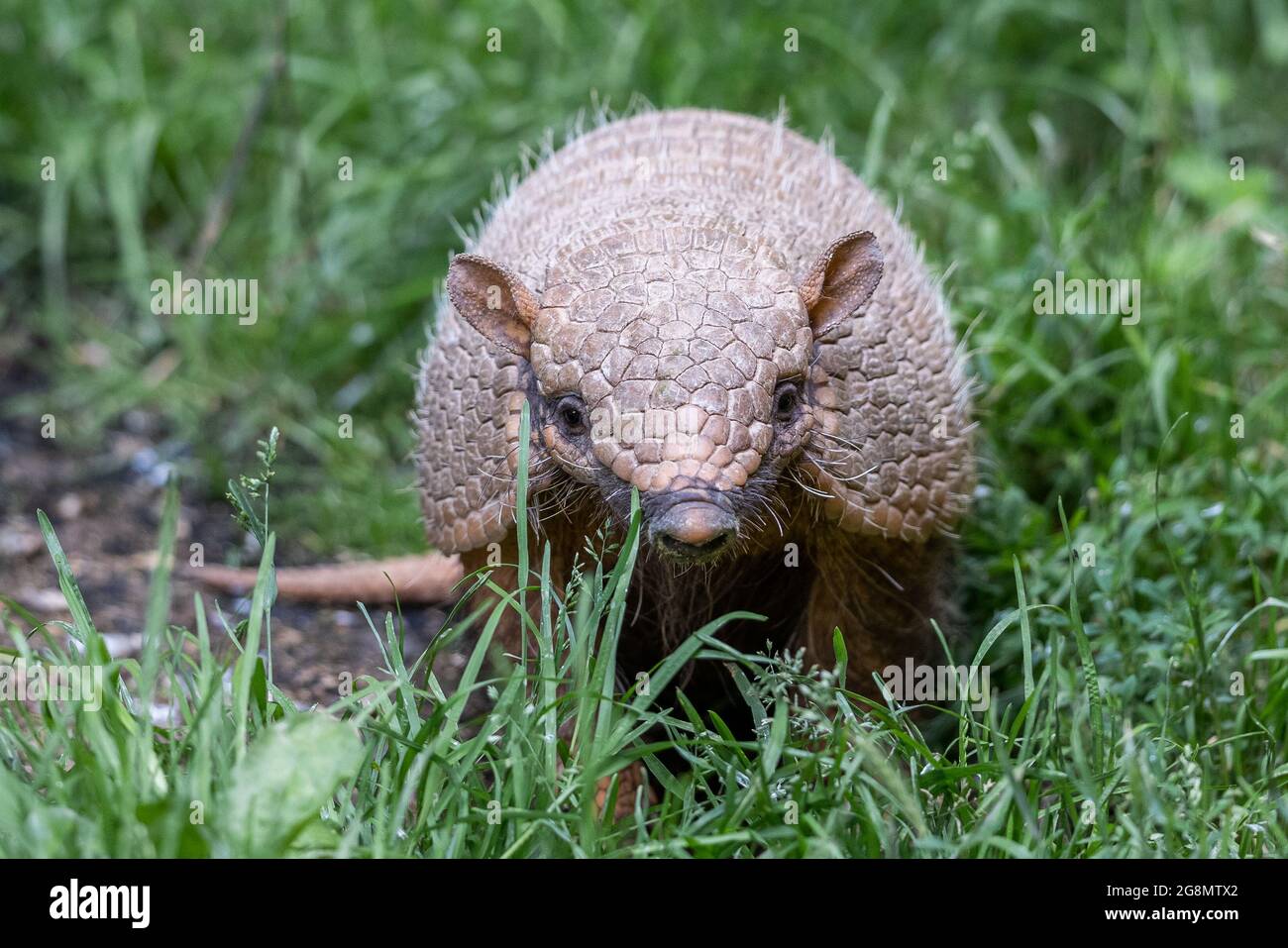 Armadillo ball hi-res stock photography and images - Alamy