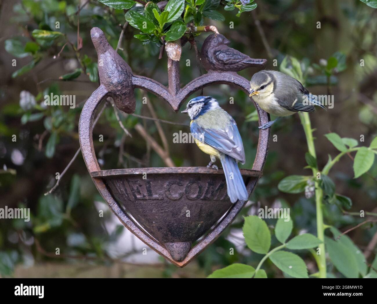 Close up of two great tit birds standing on black heart shape metal in ...