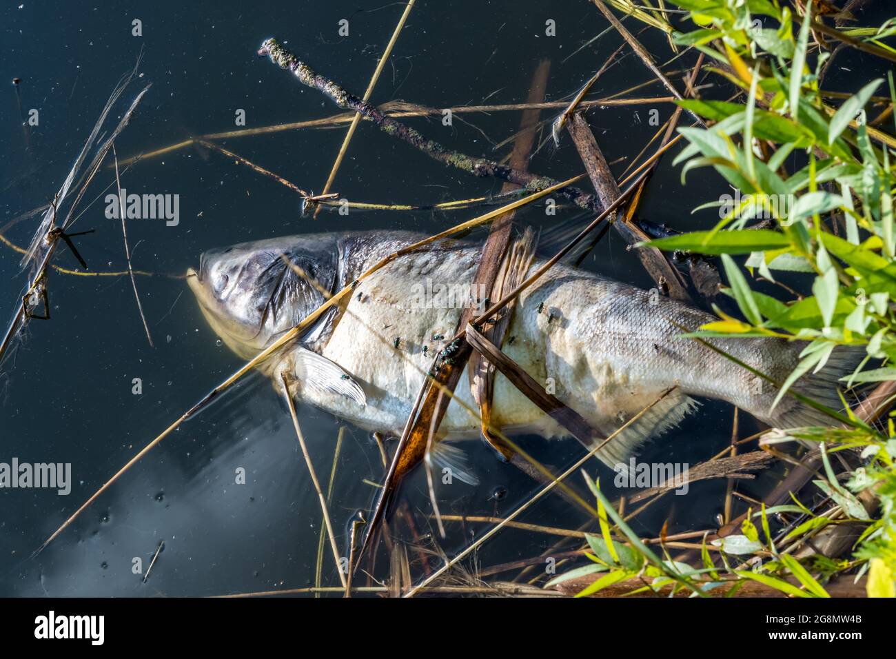 dead rotten fish on shore of polluted lake. ecological disaster and ...