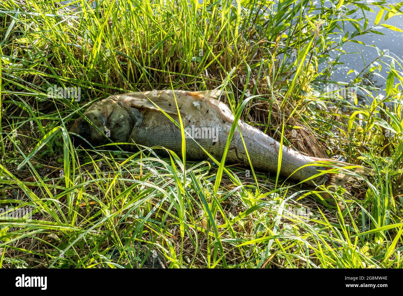 dead rotten fish on shore of polluted lake. ecological disaster and ...