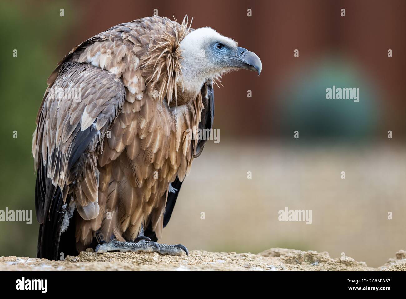 Portrait of a Griffon Vulture Stock Photo - Alamy