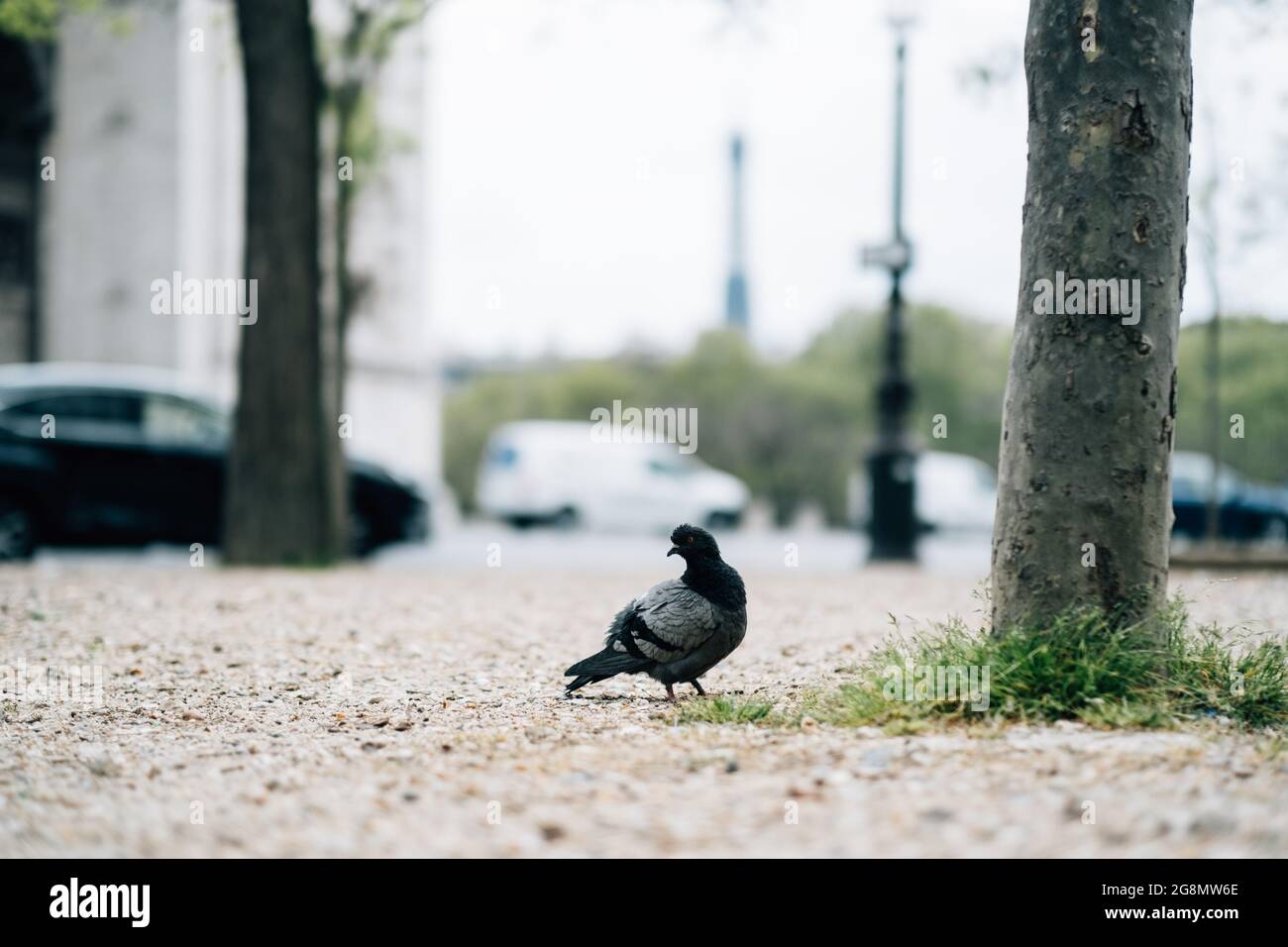 Closeup shot pigeon walking hi-res stock photography and images - Alamy
