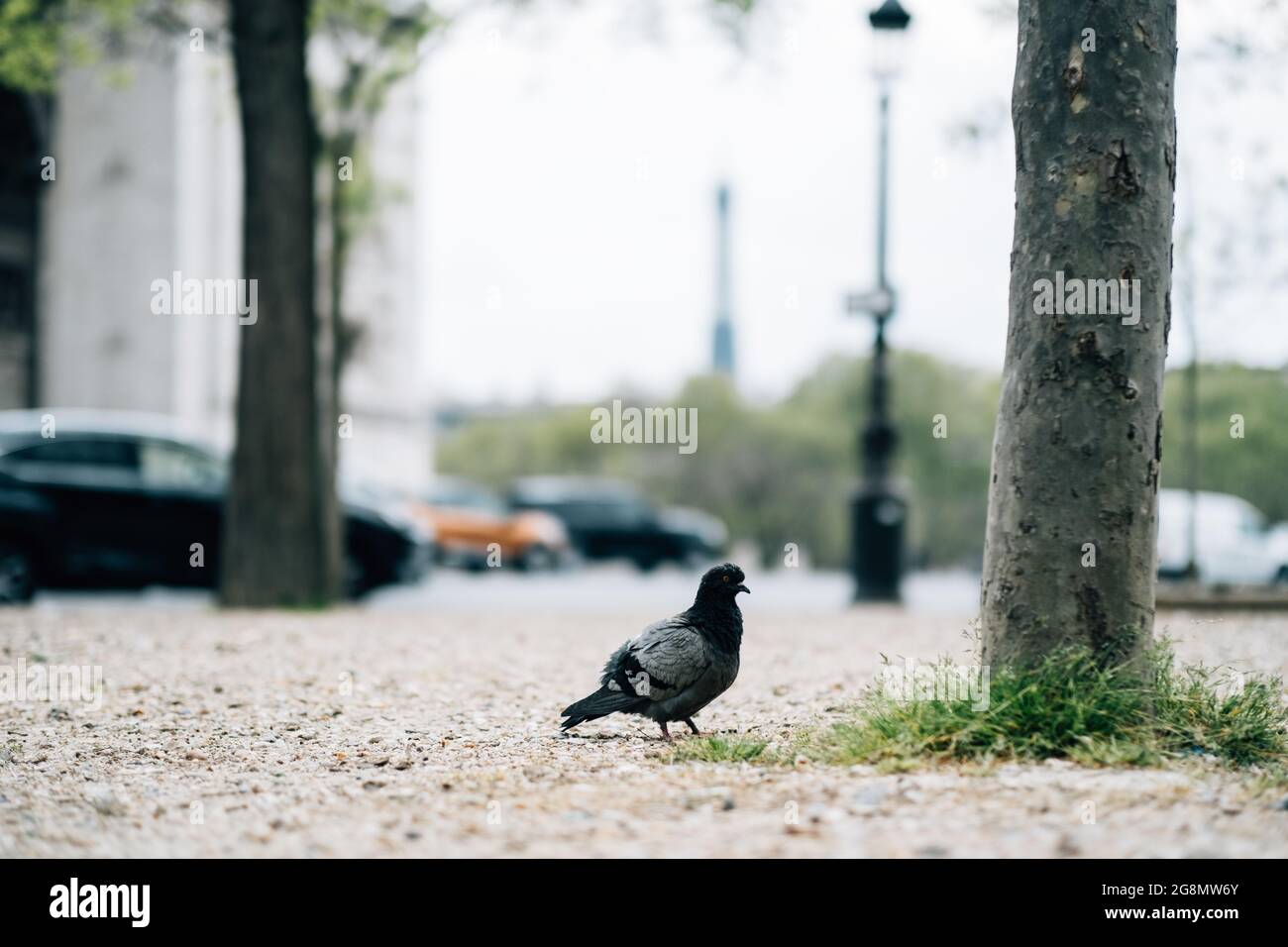 Closeup shot pigeon walking hi-res stock photography and images - Alamy