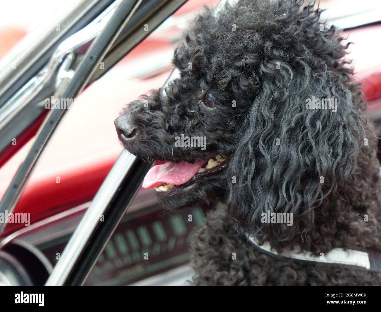 Classic Poodle High Resolution Stock Photography and Images - Alamy