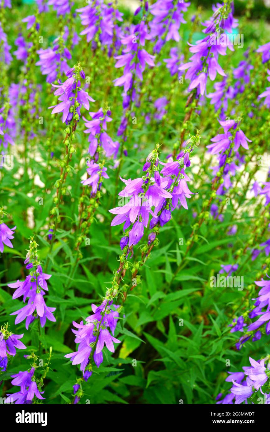 Blue bellflower campanula growing hi-res stock photography and images ...