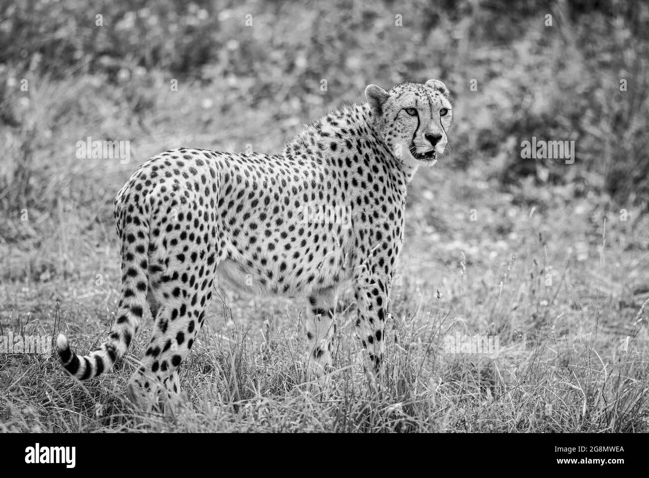 Cheetah skin decor Black and White Stock Photos & Images - Alamy