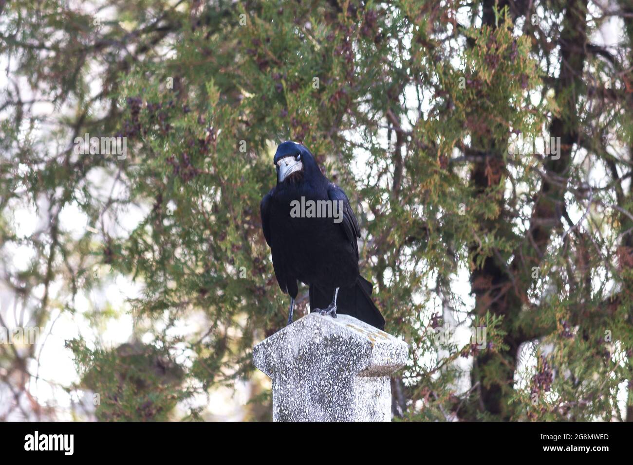 Closeup shot of a rook perched on a column under the trees Stock Photo ...