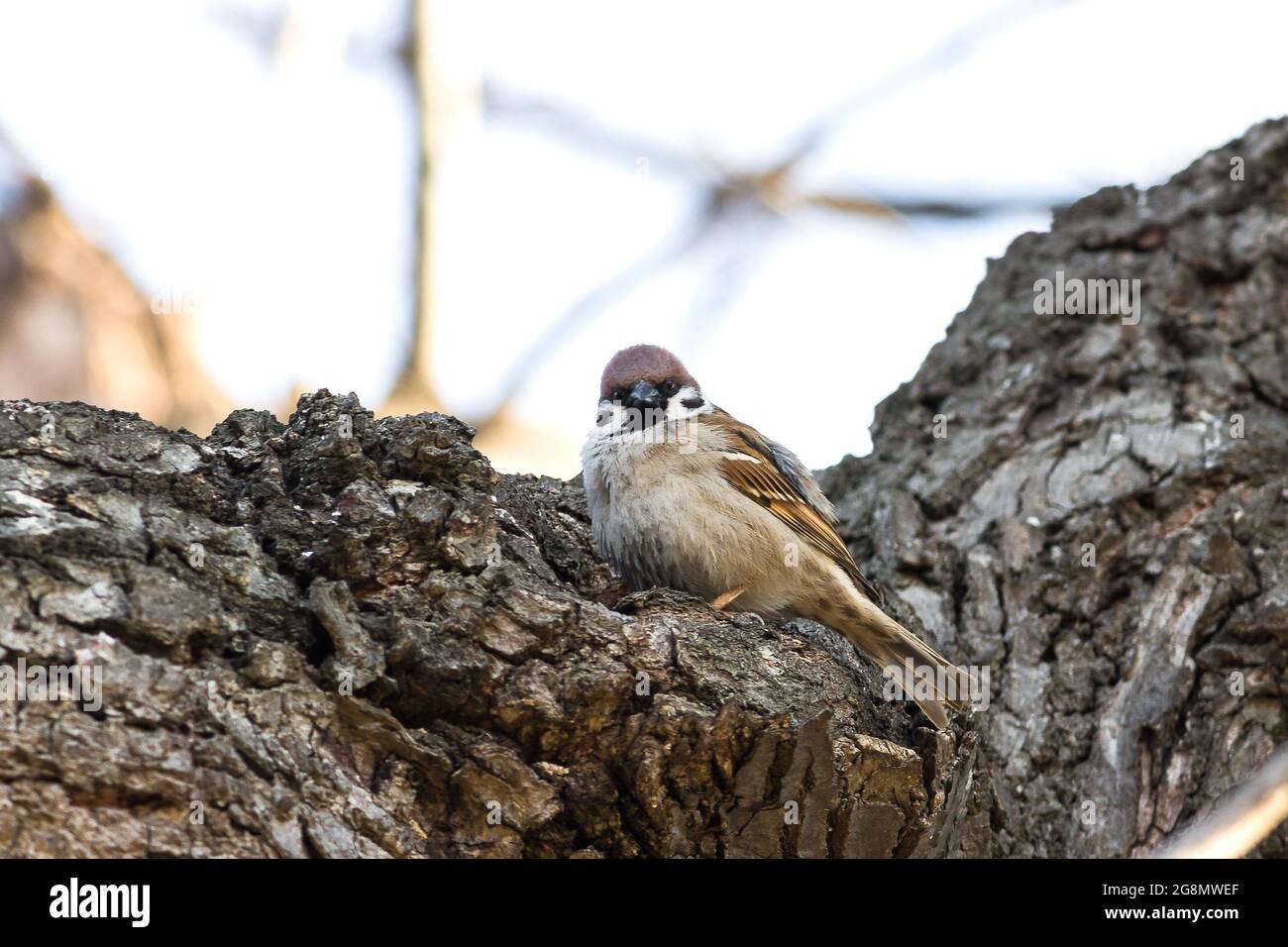 Closeup shot of a sparrow perched on a tree trunk Stock Photo - Alamy