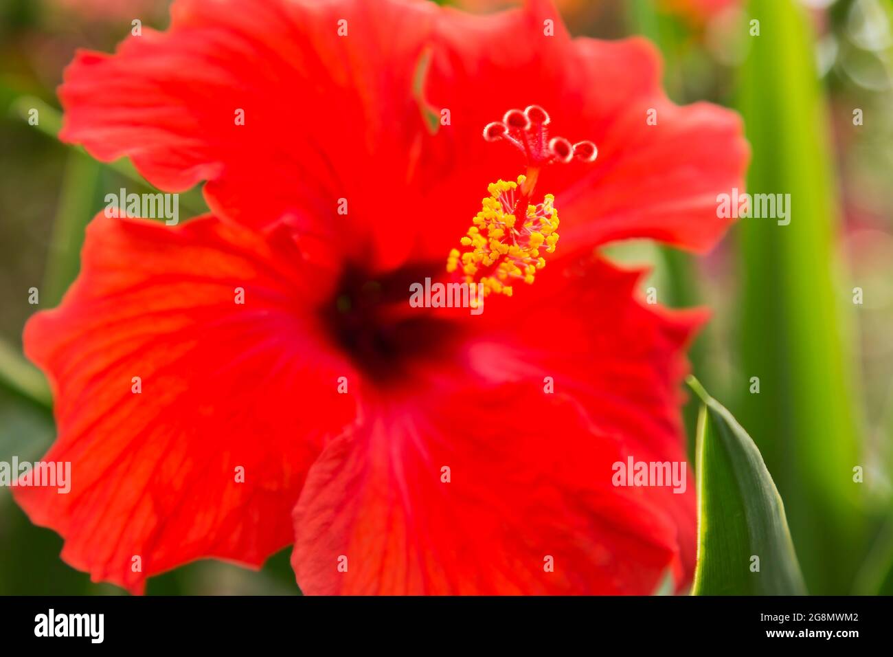 Red Hibiscus with yellow anthers and red stigmas Stock Photo - Alamy