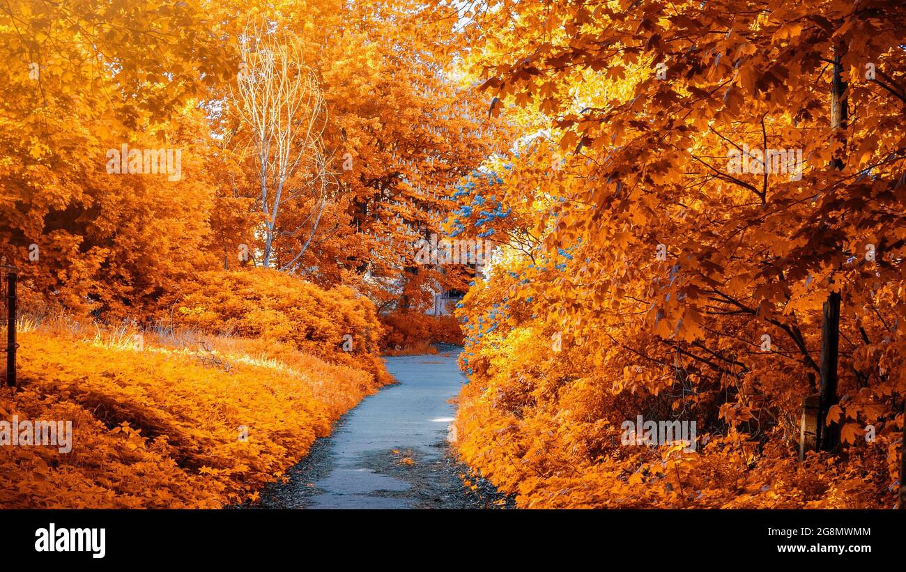 Fall trees lining road hi-res stock photography and images - Alamy