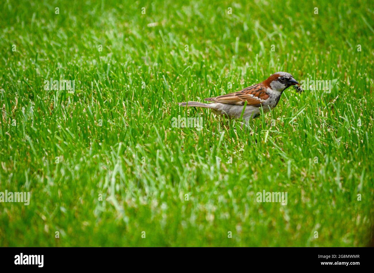 House Sparrow with insect in beak Stock Photo - Alamy