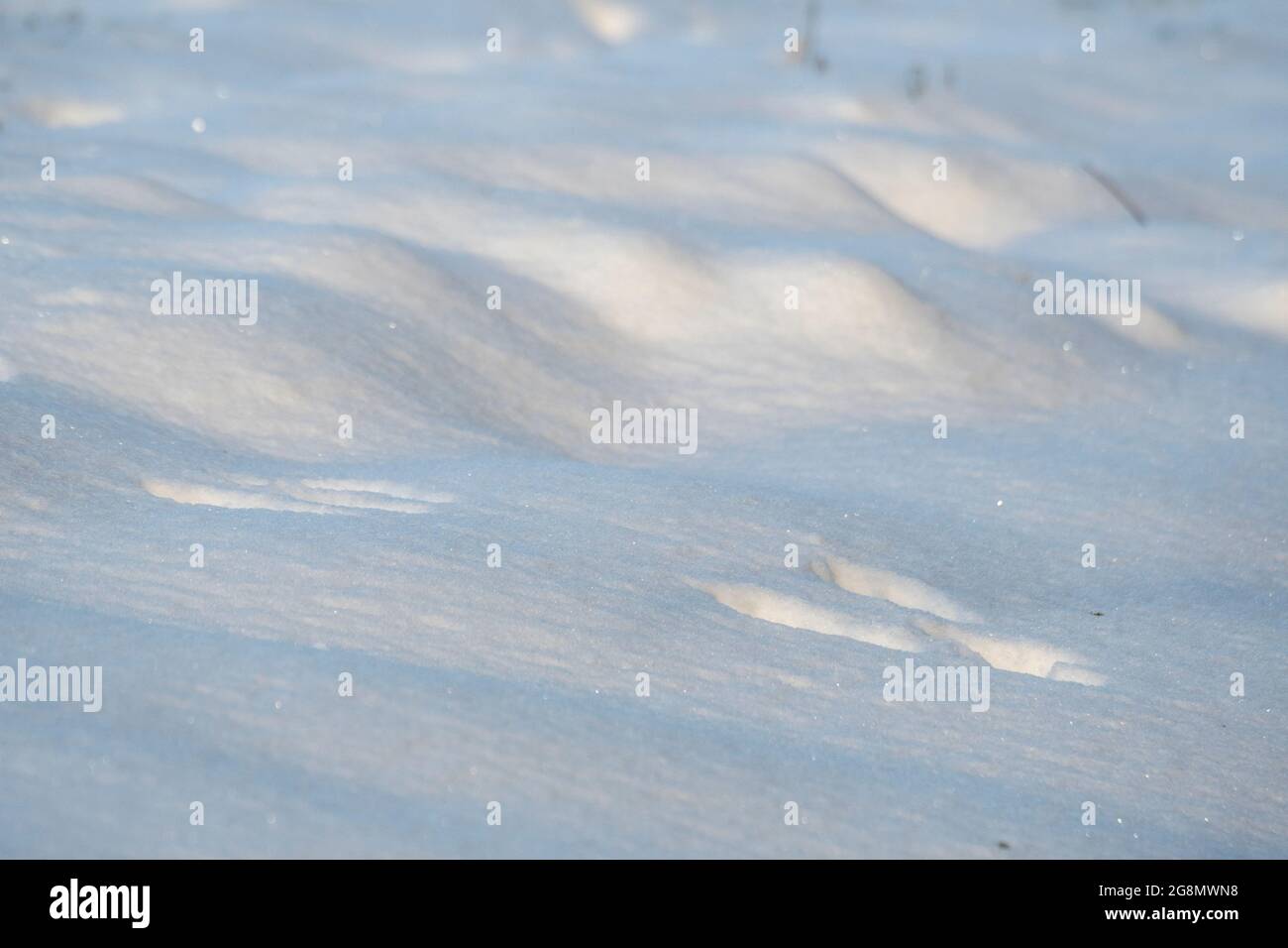 Hare tracks hi-res stock photography and images - Alamy
