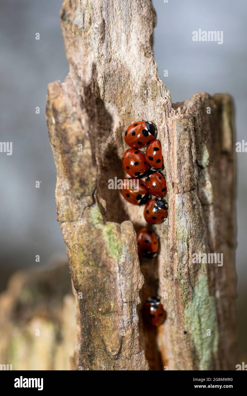 Hibernating ladybirds hi-res stock photography and images - Alamy