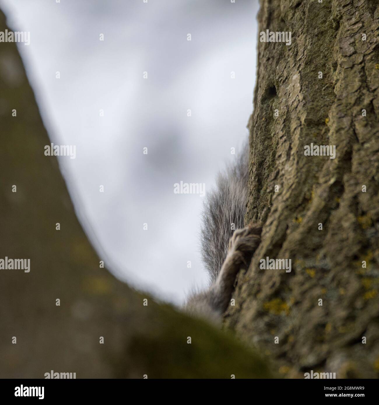 Grey squirrel (Sciurus carolinensis) in oak tree (Quercus robur Stock ...