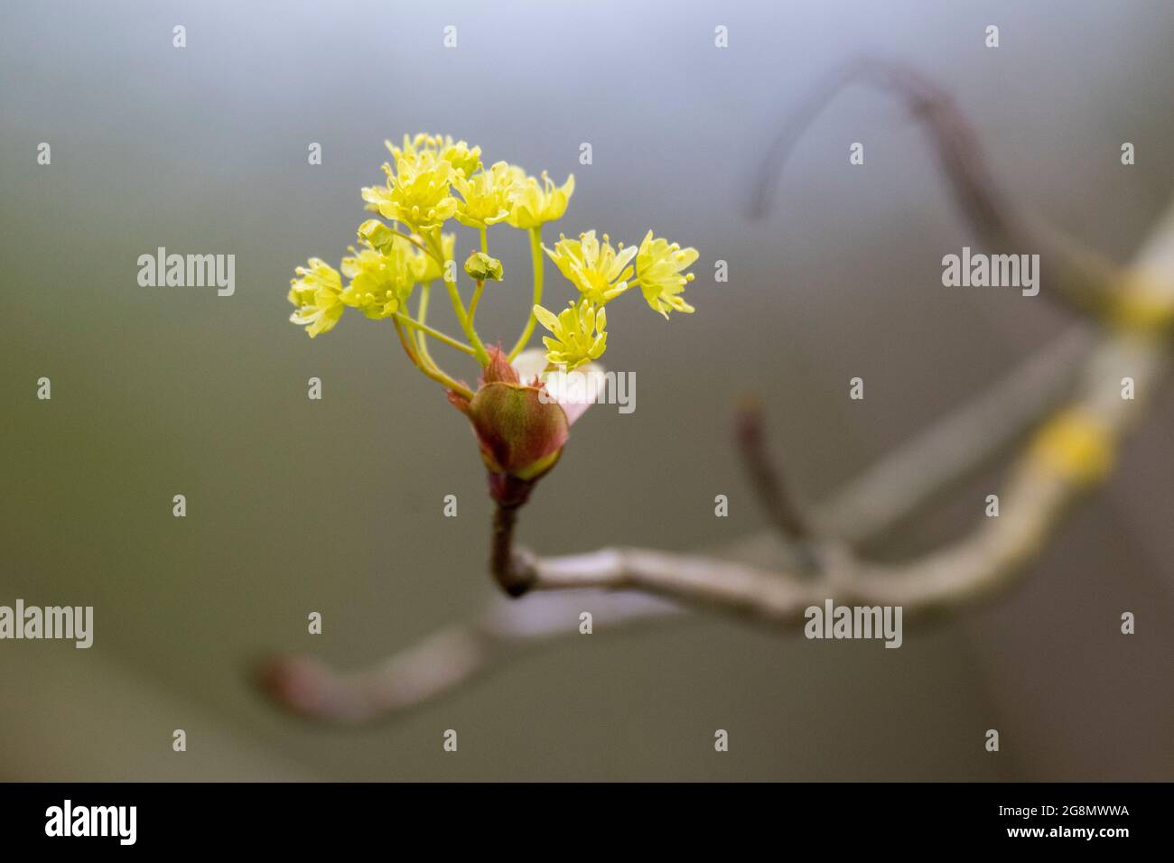 Norway maple (Acer platanoides) bud coming out Stock Photo - Alamy
