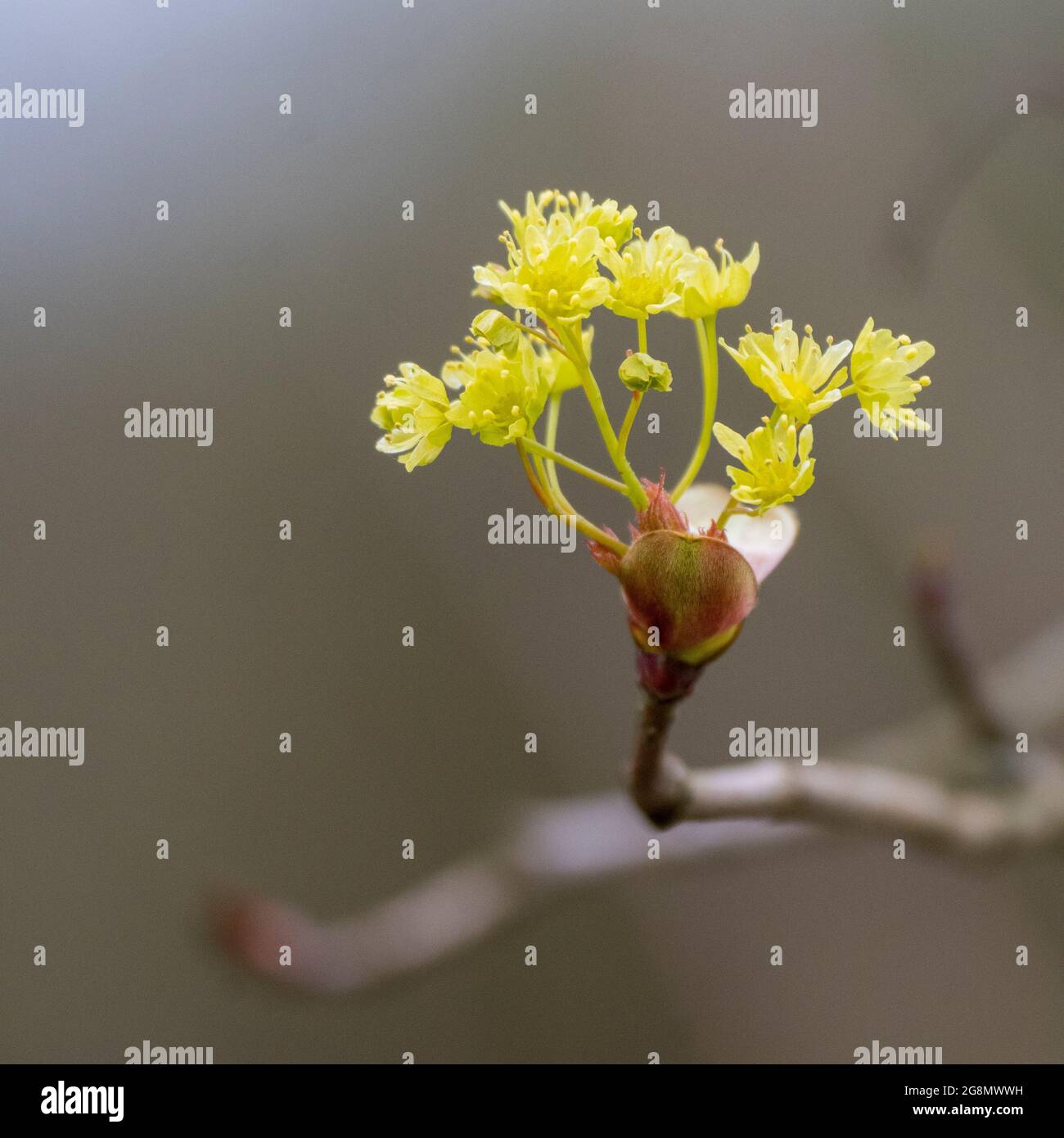 Norway maple (Acer platanoides) bud coming out Stock Photo - Alamy