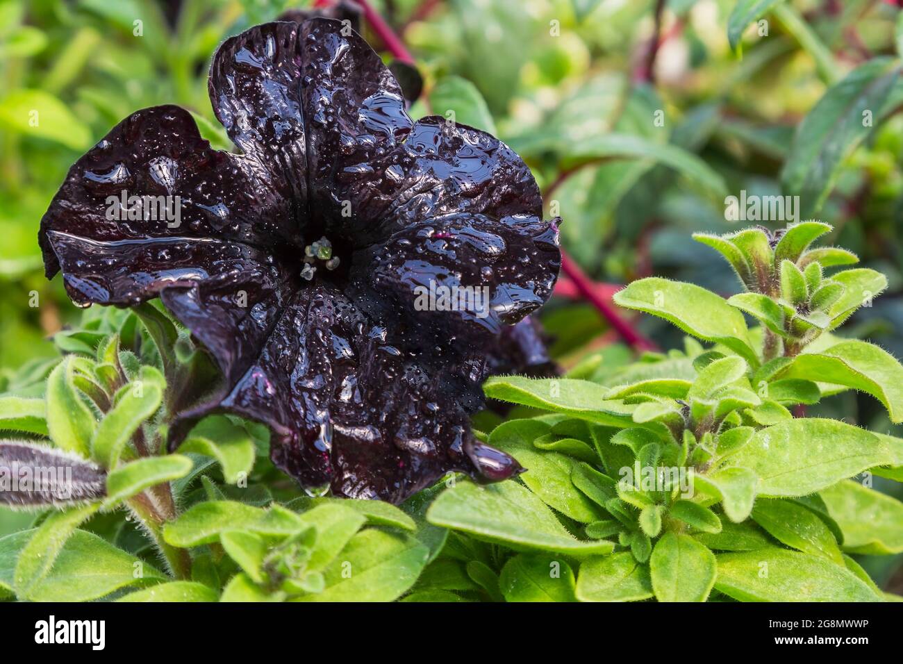 Black petunias hi-res stock photography and images - Alamy