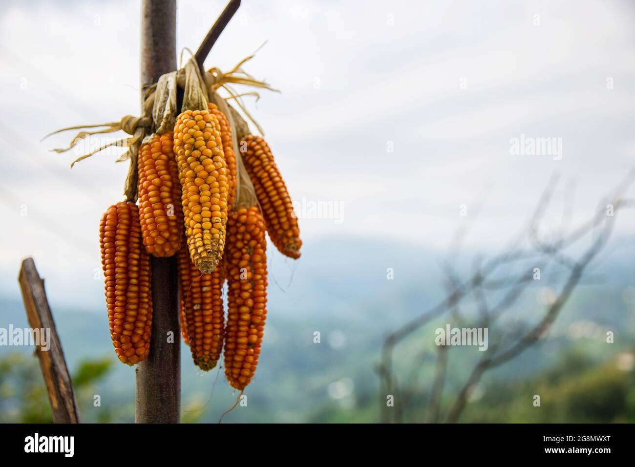 Egyptian agriculture hi-res stock photography and images - Alamy